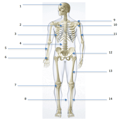 Prelim PDHPE - Skeletal System | Preliminary Multiple Choice Quiz
